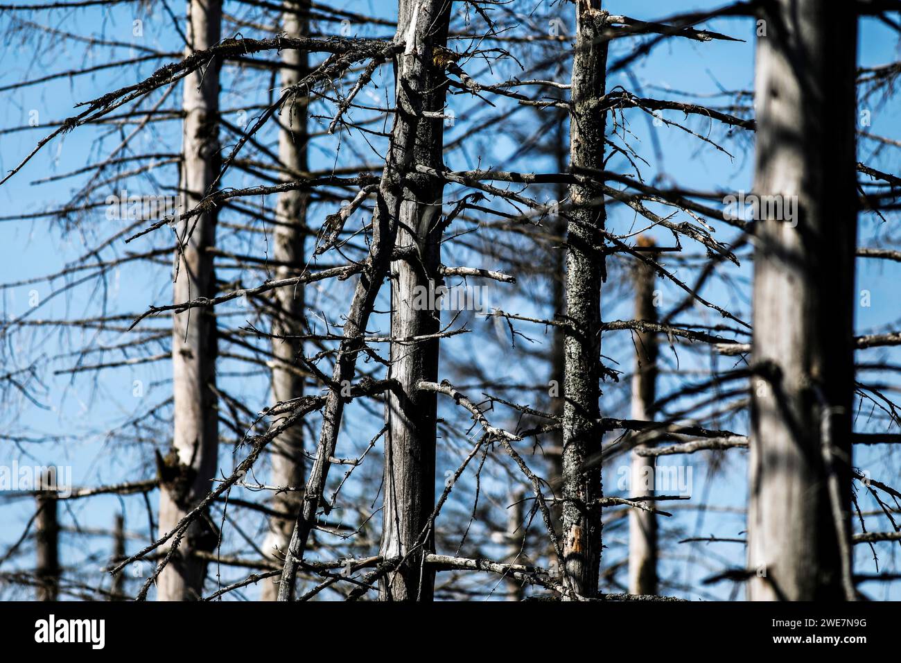 Dead spruce trees due to bark beetle infestation. Heat, drought, storms ...