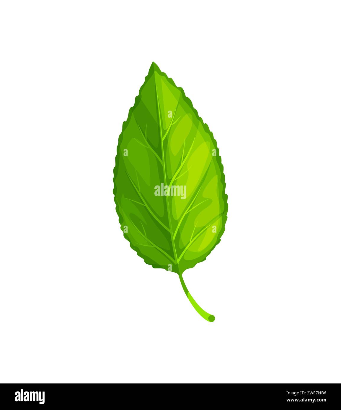 ^deciduous tree chlorophyll ^photosynthesis Stock Vector Images - Alamy