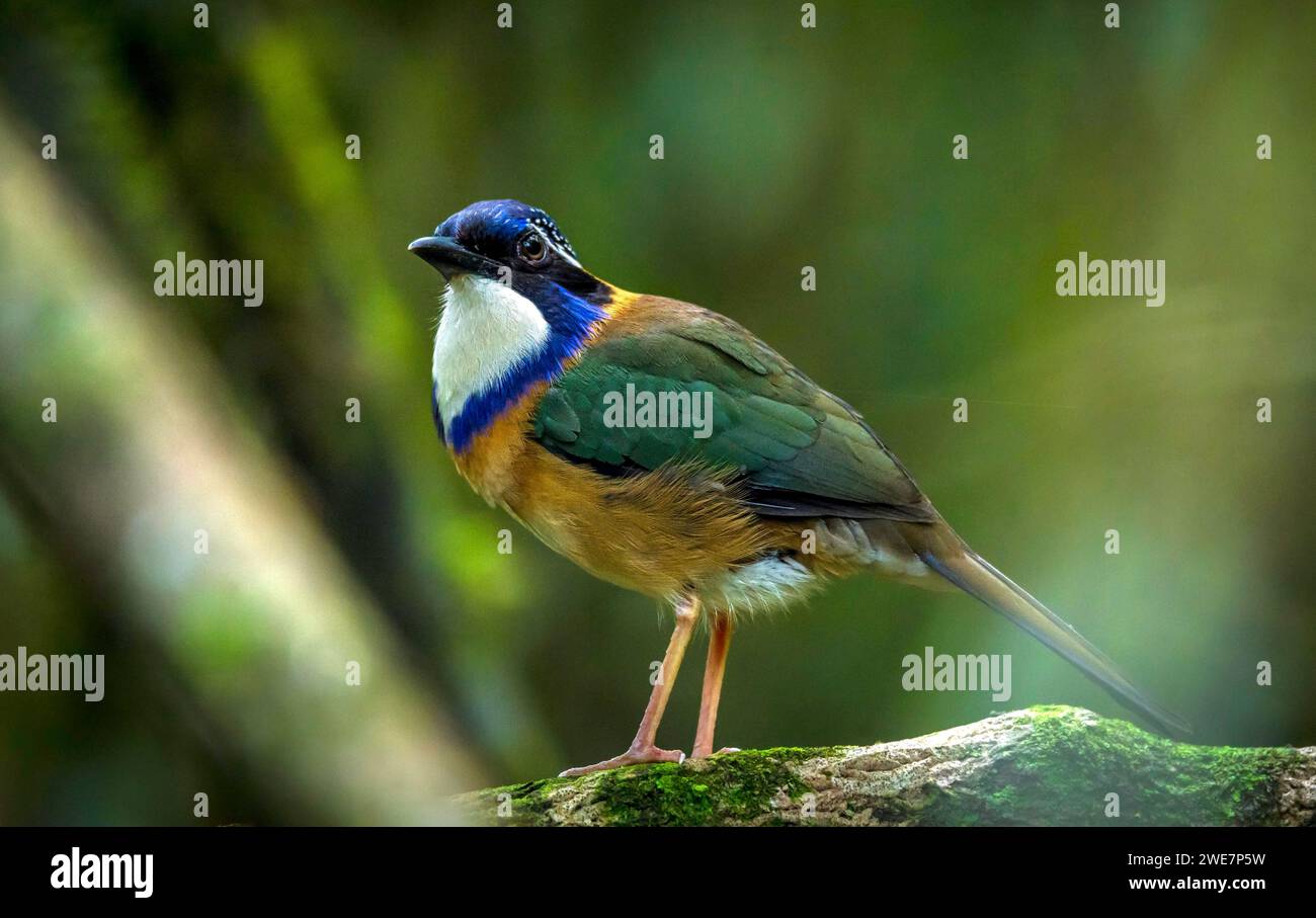 Pitta-Like Ground Roller in the rainforests of eastern Madagascar ...