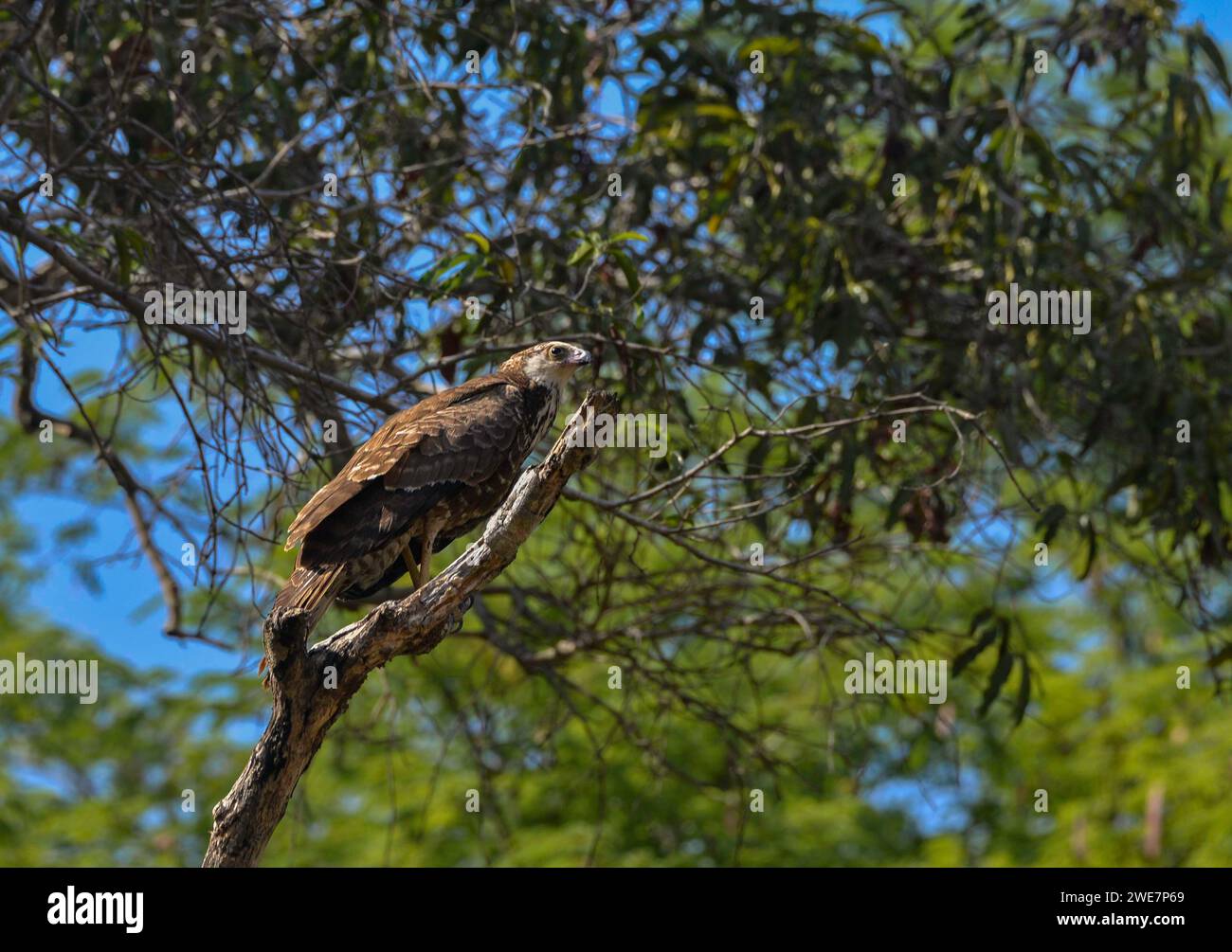 Madagascar bus species in the rainforests of eastern Madagascar ...