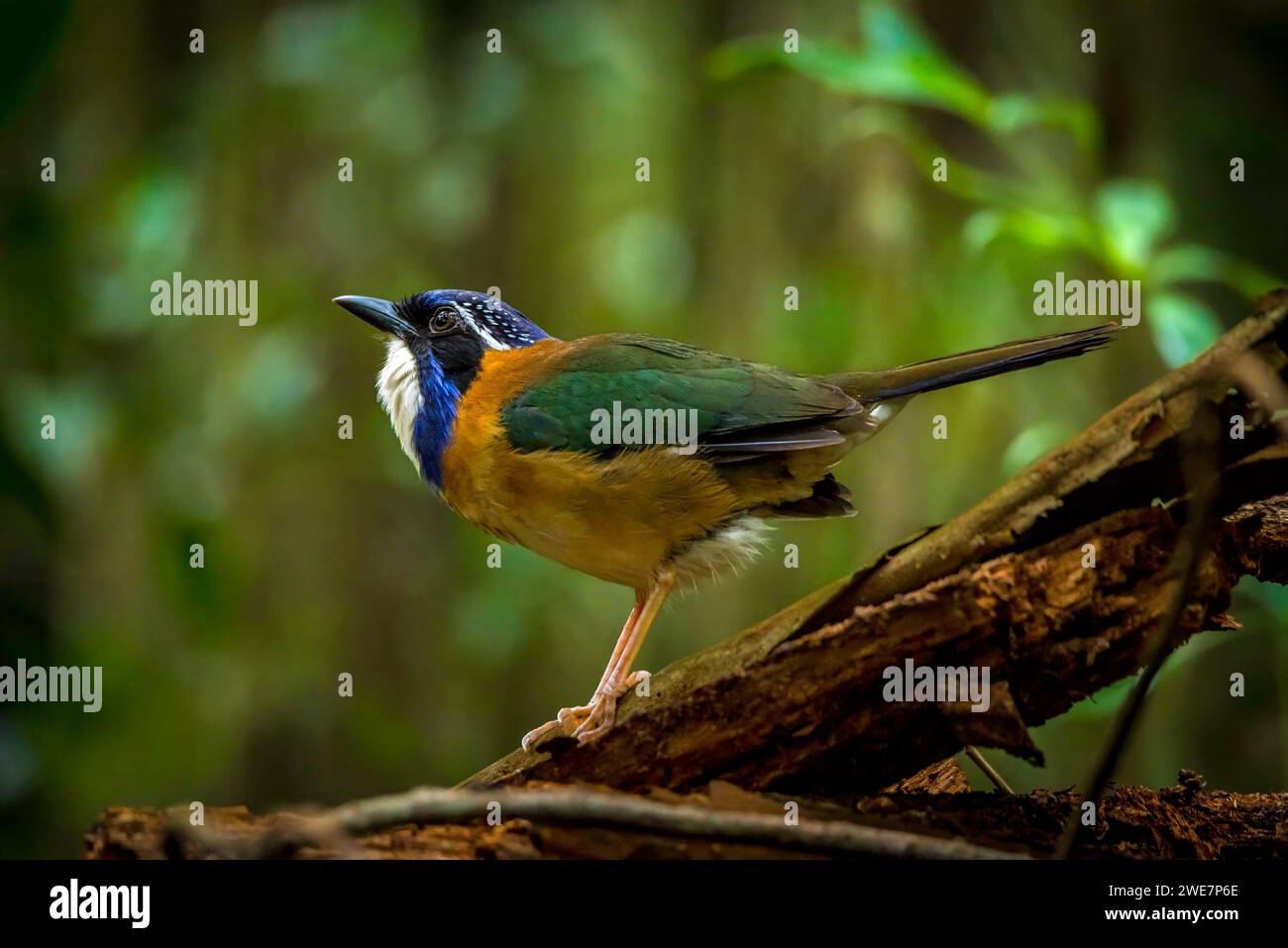 Pitta-Like Ground Roller in the rainforests of eastern Madagascar ...
