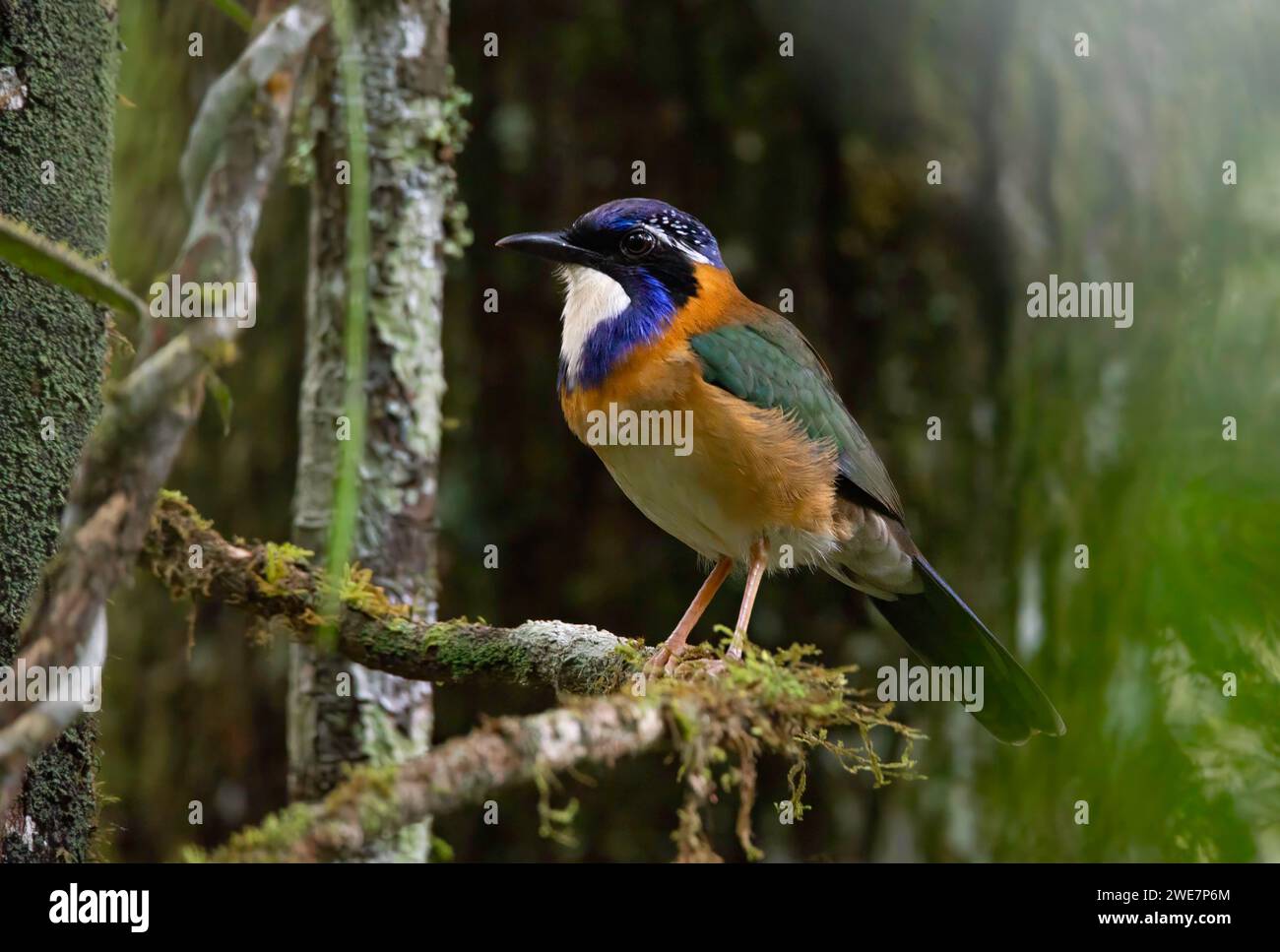 Pitta-Like Ground Roller in the rainforests of eastern Madagascar ...