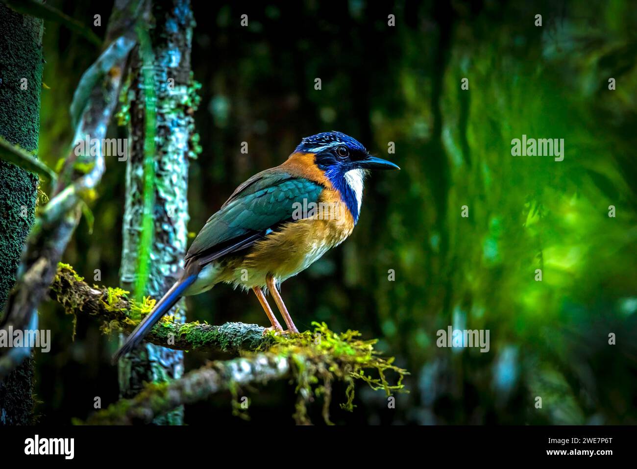 Pitta-Like Ground Roller in the rainforests of eastern Madagascar ...