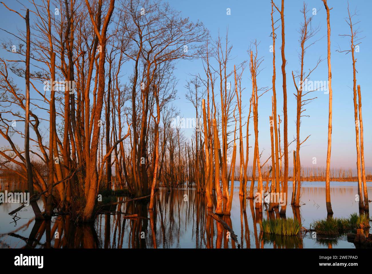 Wetland biotope in the Peene valley, waterlogged meadows, rare habitat ...
