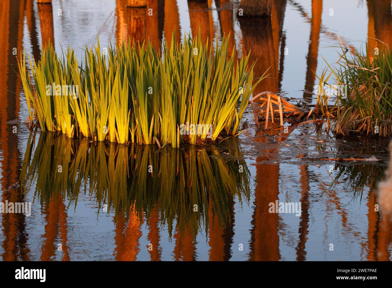 Wetland biotope in the Peene valley, waterlogged meadows, rare habitat ...