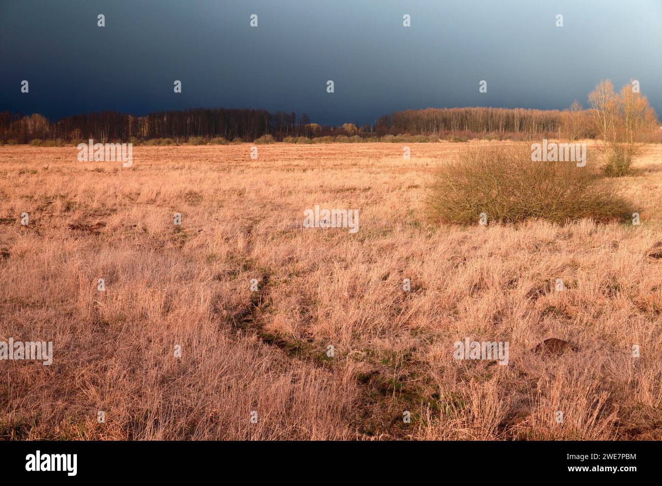 Light moods over a moor, approaching thunderstorm over the moor ...