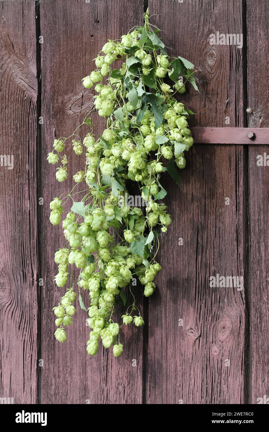 Hop branches with cones and green leaves. Ingredient for making beer ...