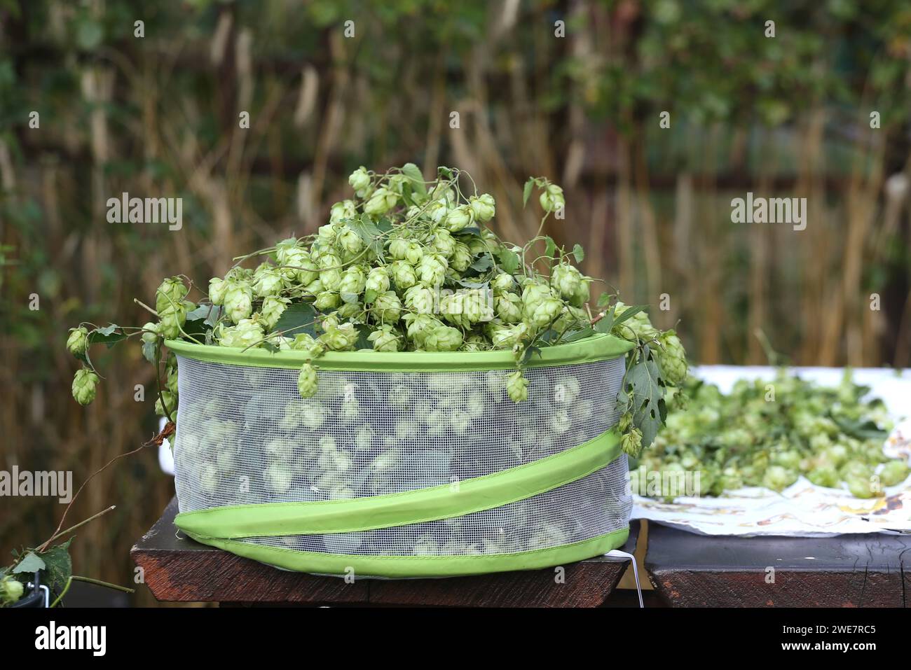 Hop branches with cones and green leaves in a drying basket. Ingredient ...