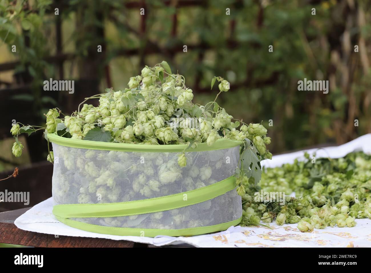 Hop branches with cones and green leaves in a drying basket. Ingredient ...