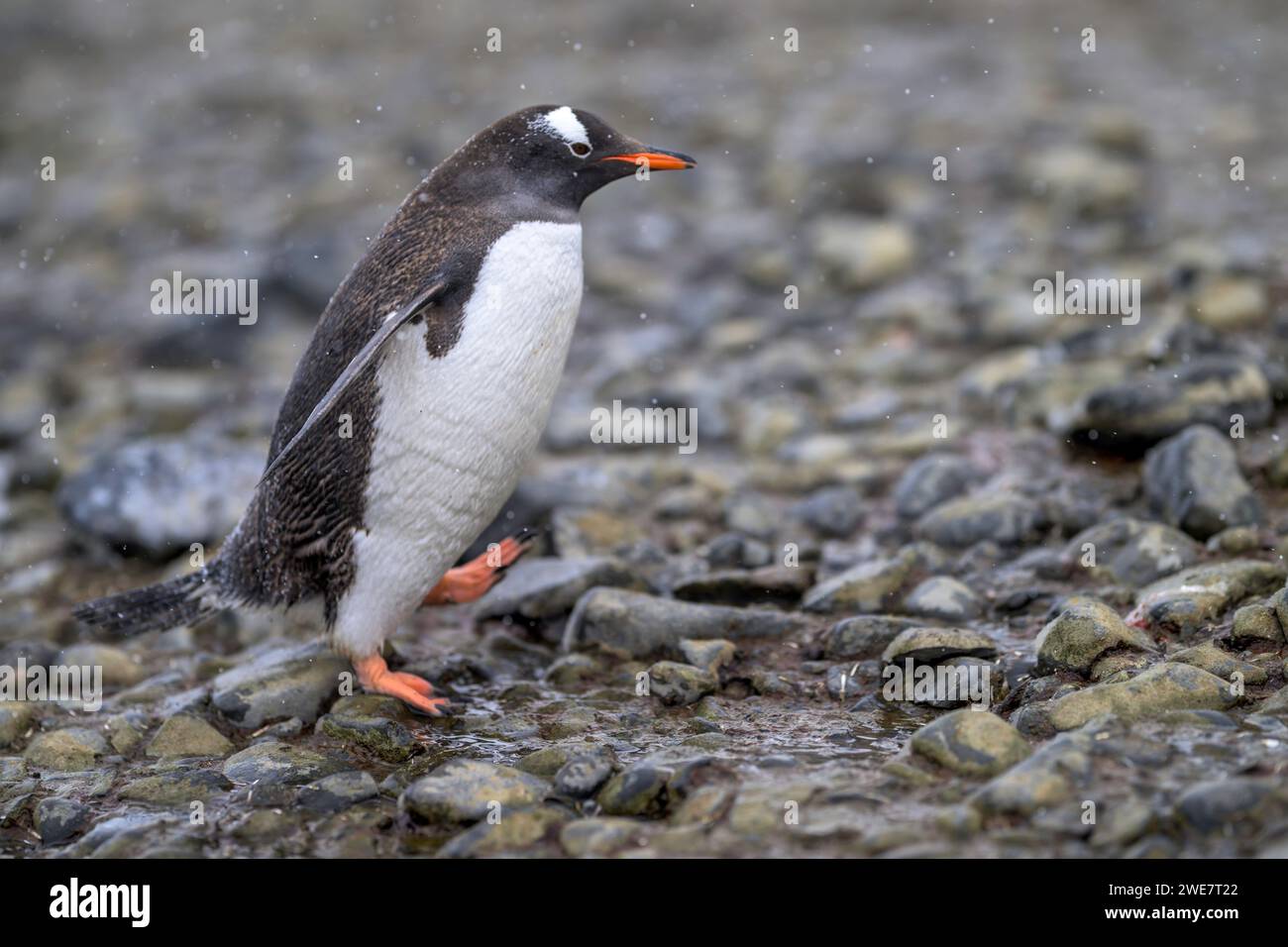 Tabarin hi-res stock photography and images - Alamy