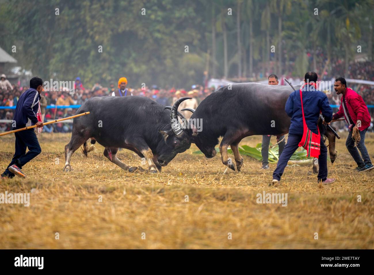A pair of buffaloes lock horns during a fight held as part of the Magh ...