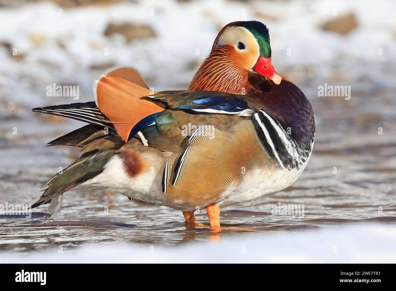 Mandarin duck portrait in winter, Quebec, Canada Stock Photo - Alamy