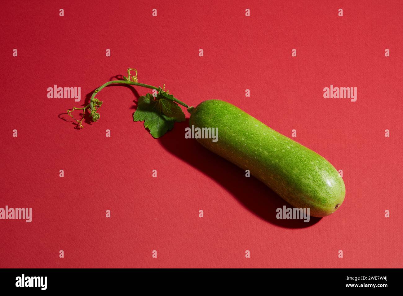 A winter melon isolated on red background. Copy space for text adding ...