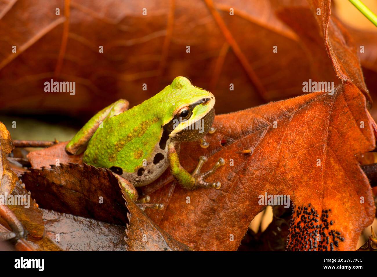 Pacific tree frog (Pseudacris regilla), Nisqually National Wildlife ...