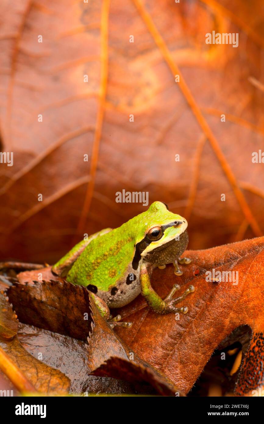 Pacific tree frog (Pseudacris regilla), Nisqually National Wildlife ...