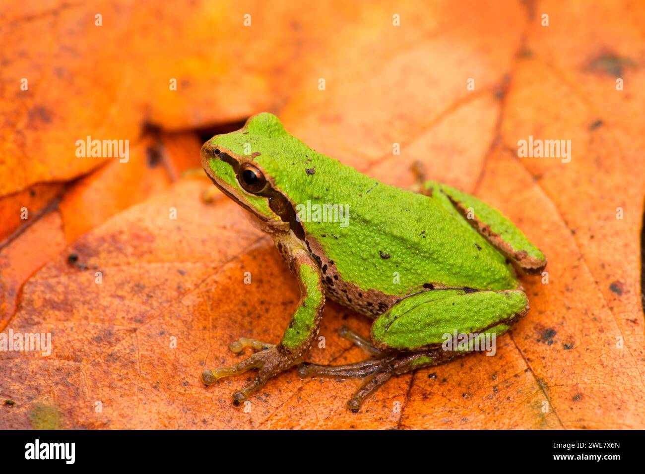 Pacific tree frog (Pseudacris regilla), Nisqually National Wildlife ...