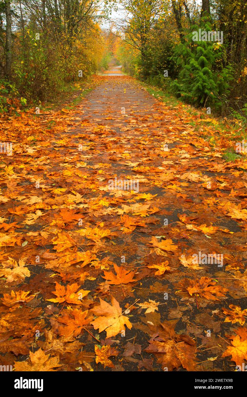 Rail trail, Chehalis-Western Trail, Thurston County, Washington Stock ...
