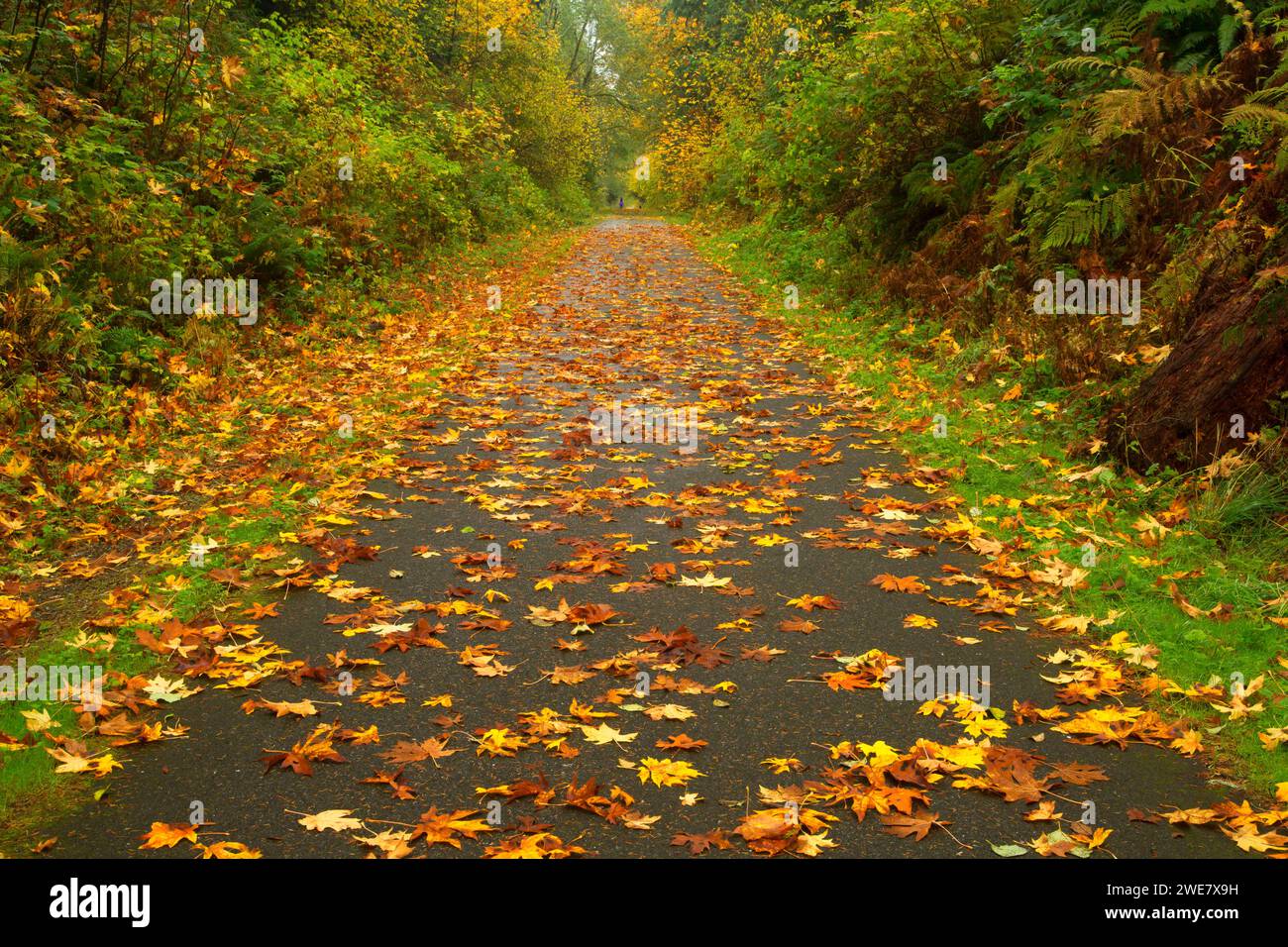 Rail trail, Chehalis-Western Trail, Thurston County, Washington Stock ...