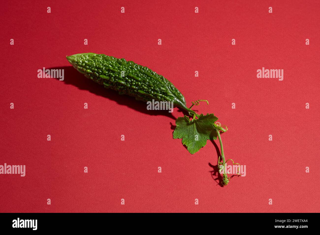 A fresh green bitter melon is isolated on the red background. Bitter ...