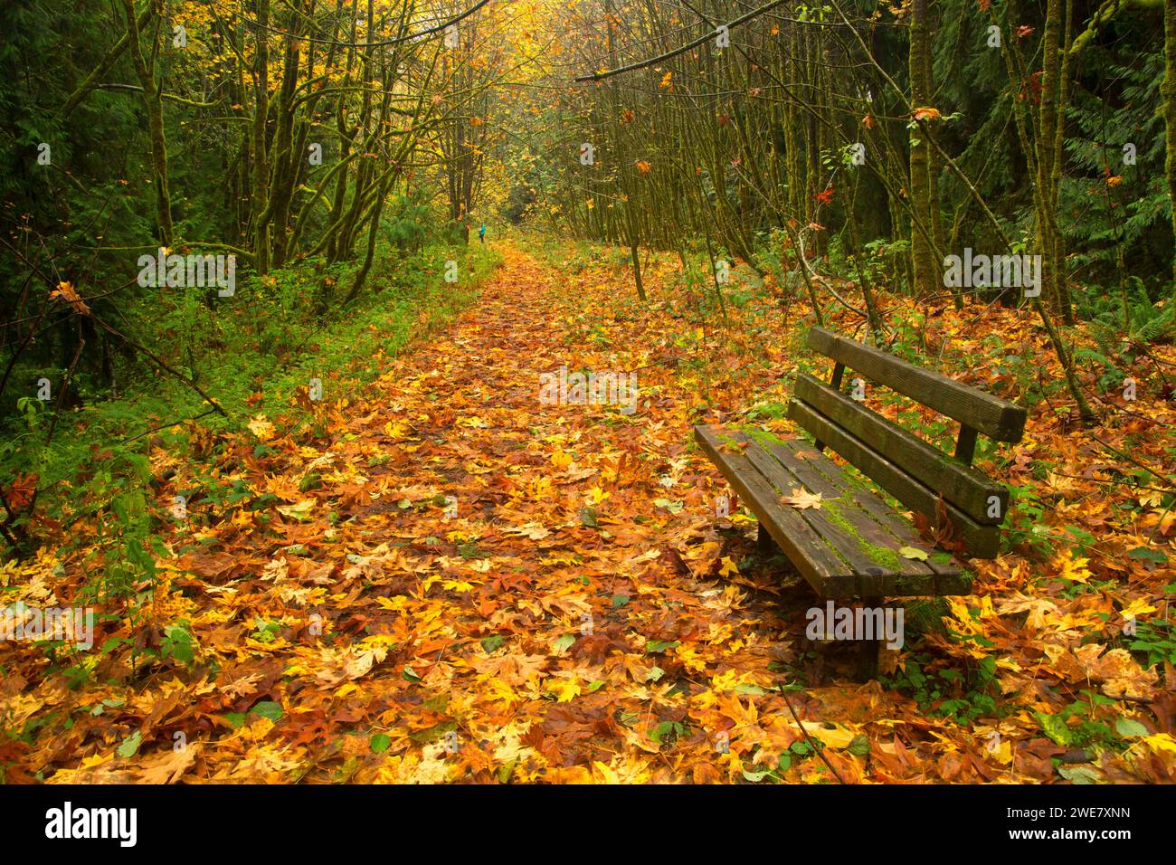Bench along Overlook Trail, Woodard Bay Natural Resources Conservation ...