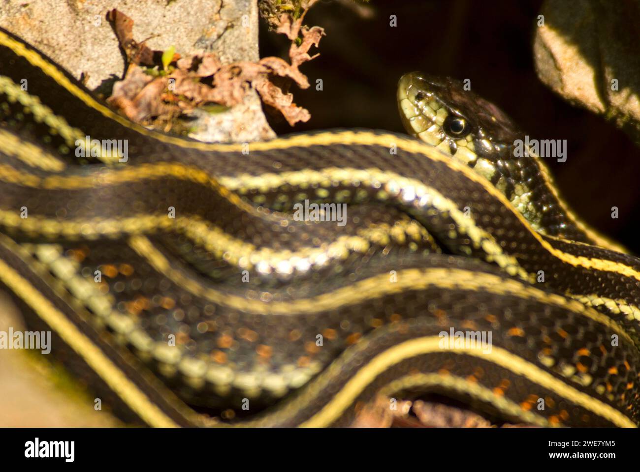 Snakes mating hi-res stock photography and images - Alamy