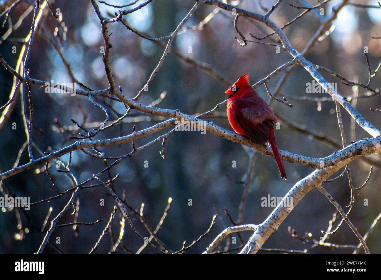 Fall cardinal hi-res stock photography and images - Alamy