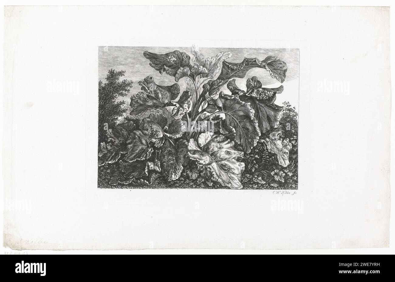 Leaves of the Great Klit, Carl Wilhelm Kolbe (I), 1767 - 1835 print ...