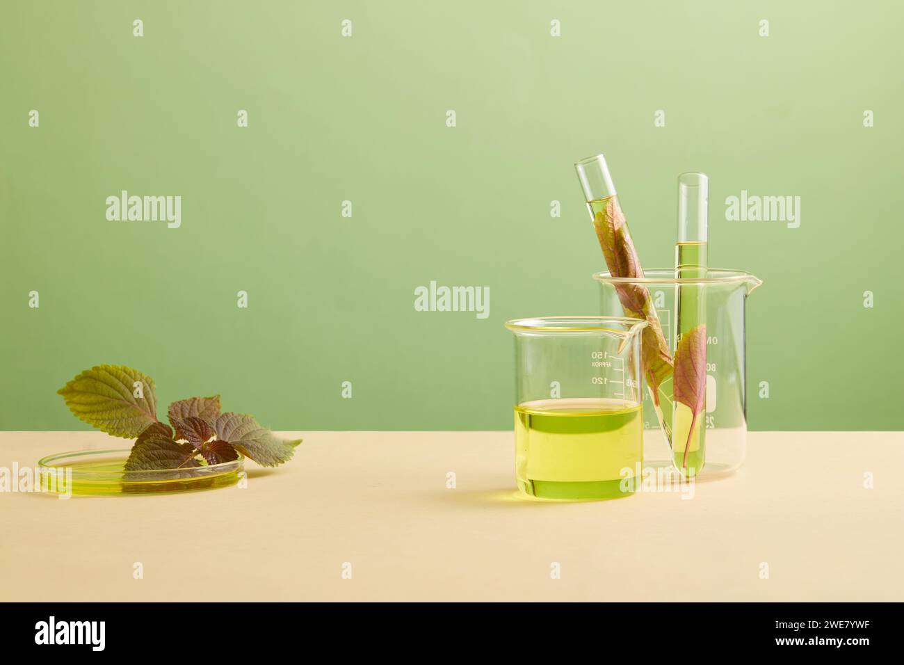 Laboratory concept with petri dish, two beakers and test tubes ...