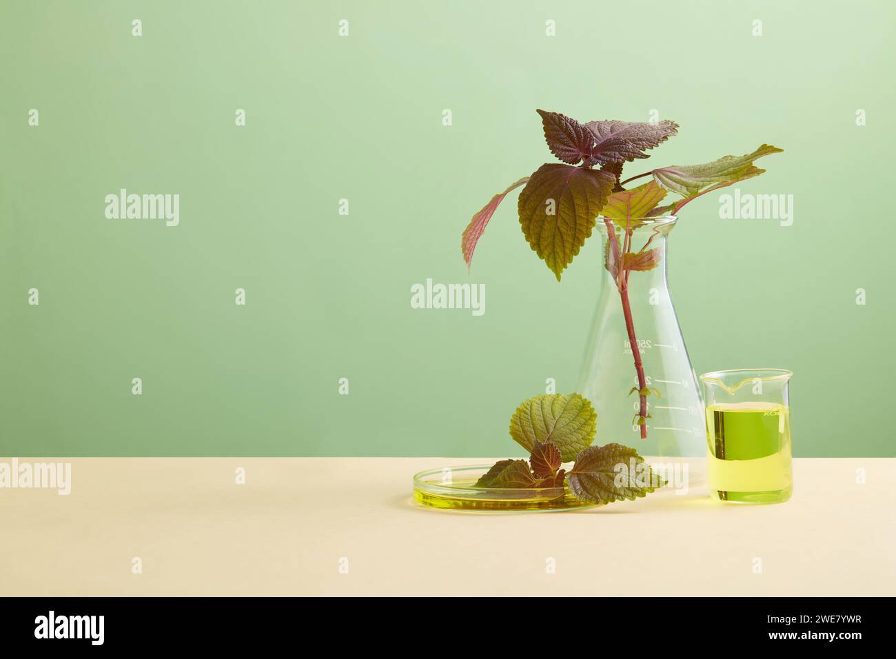 An erlenmeyer flask, petri dish and beaker of fresh beefsteak leaves ...