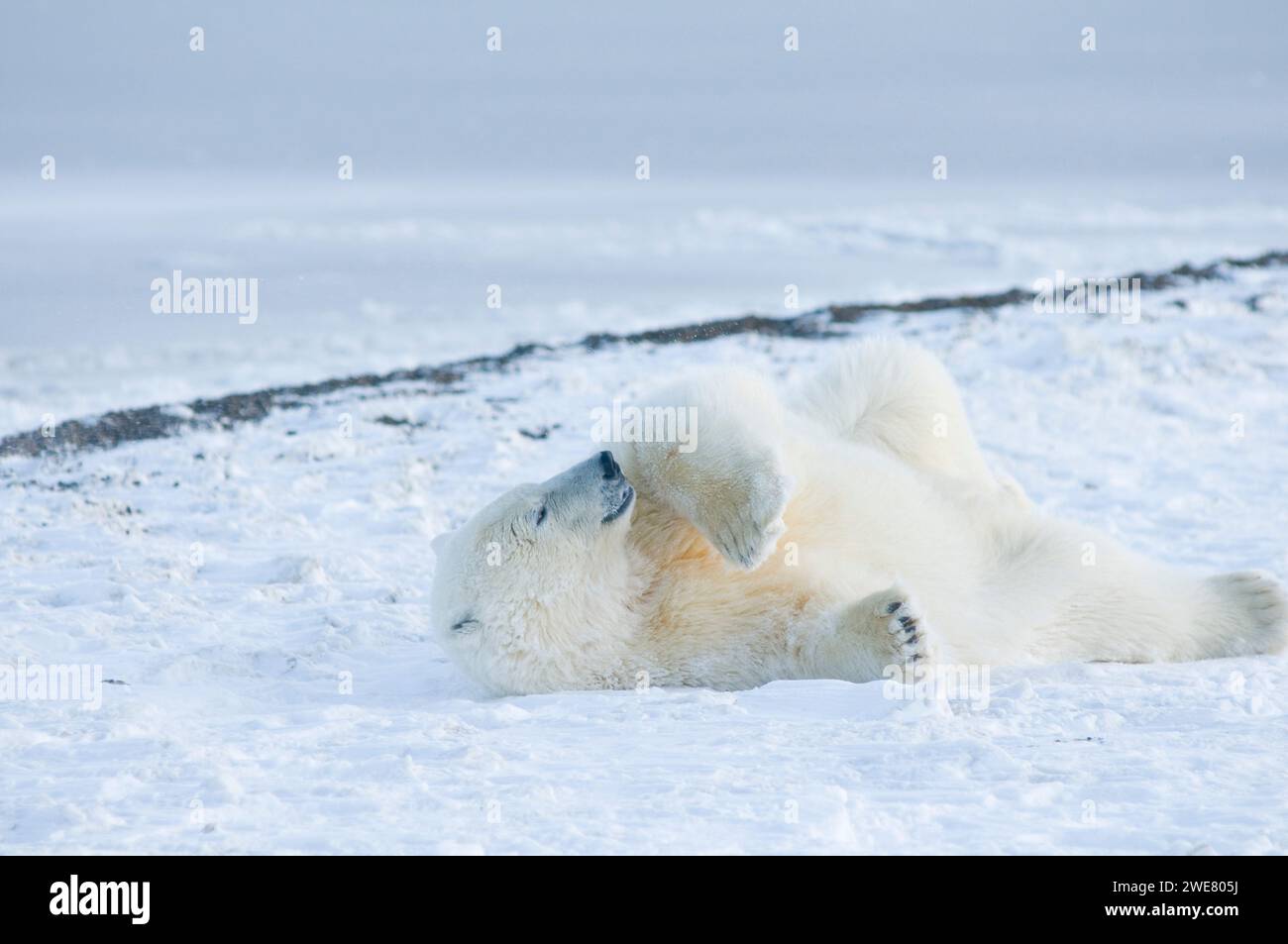 polar bear Ursus maritimus large cub rolling around and cleaning its ...