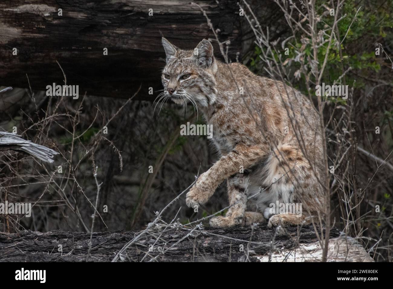Bay lynx hi-res stock photography and images - Alamy