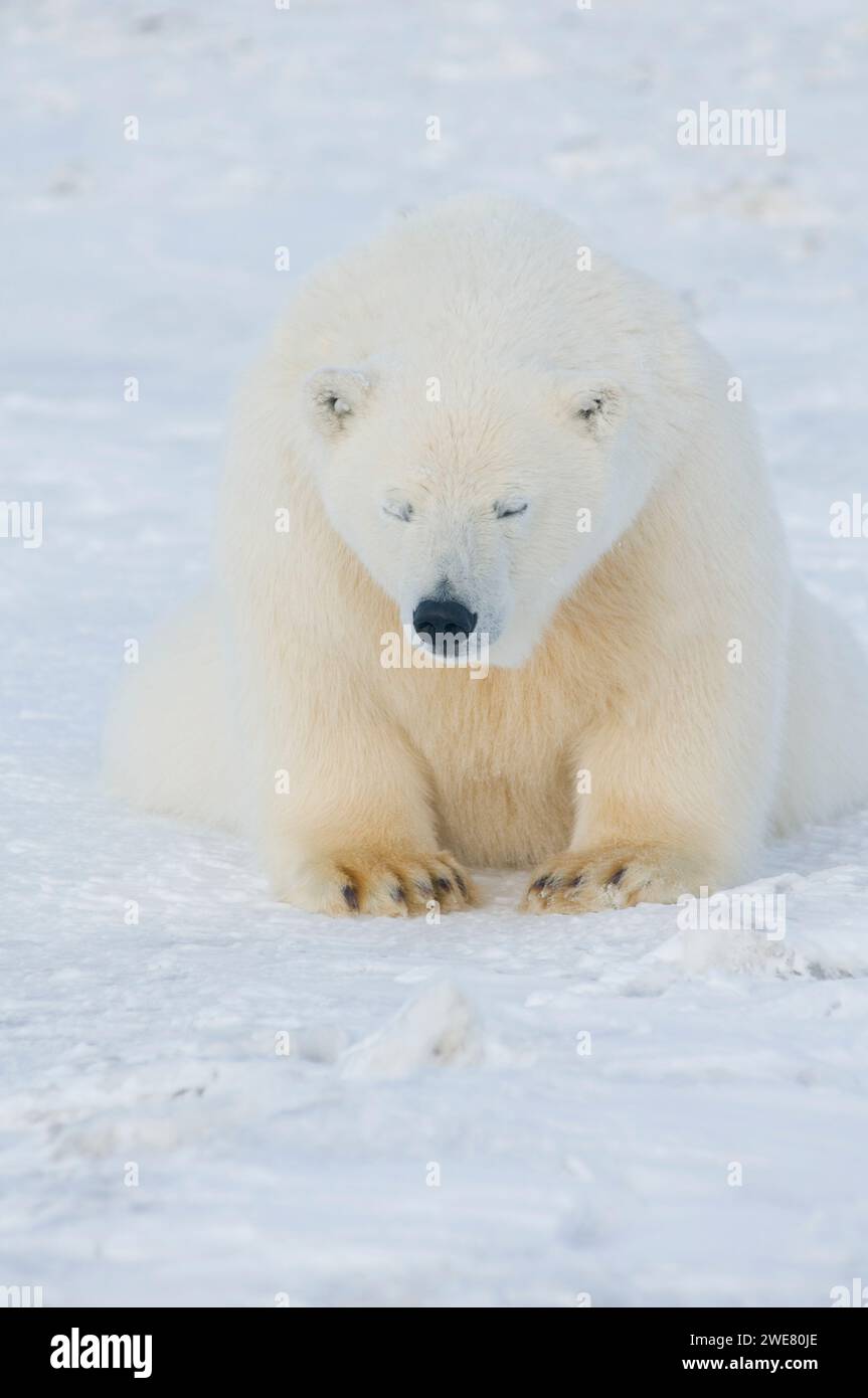 polar bear Ursus maritimus large curious cub rests newly formed pack ...