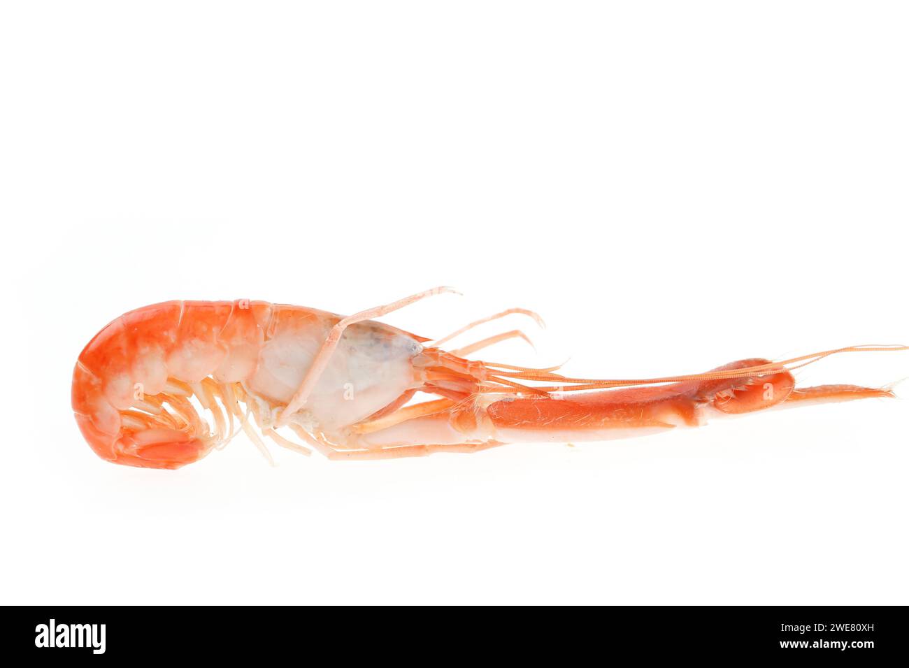 Shrimp on a white background Stock Photo - Alamy