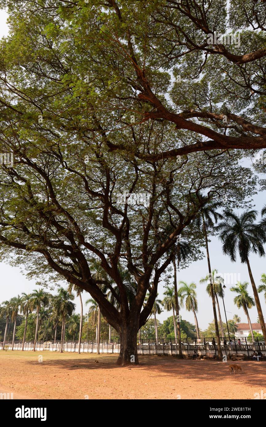 Bom jesus basilica goa abstract hi-res stock photography and images - Alamy