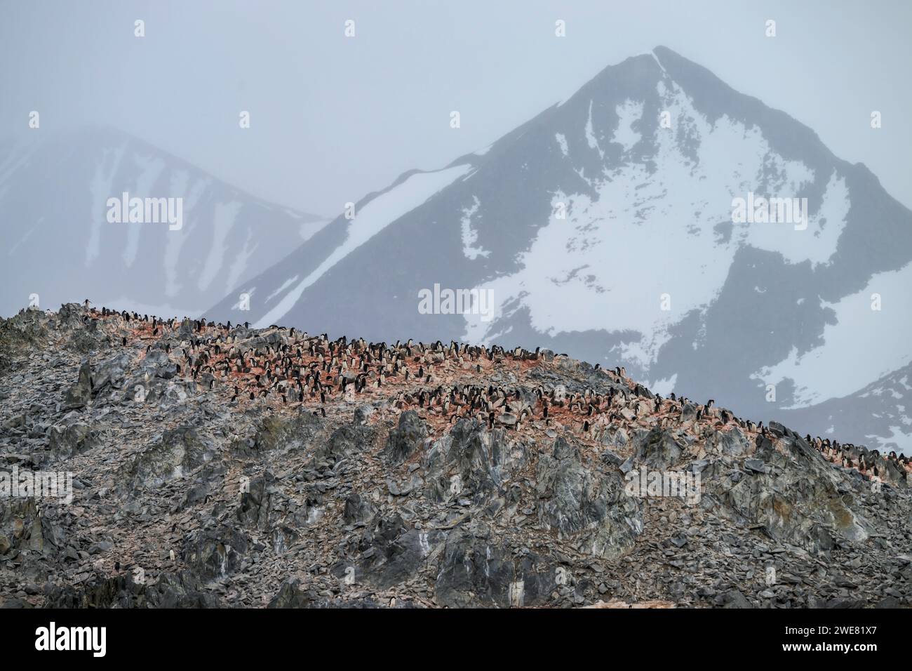 Hope bay antarctica adelie hi-res stock photography and images - Alamy