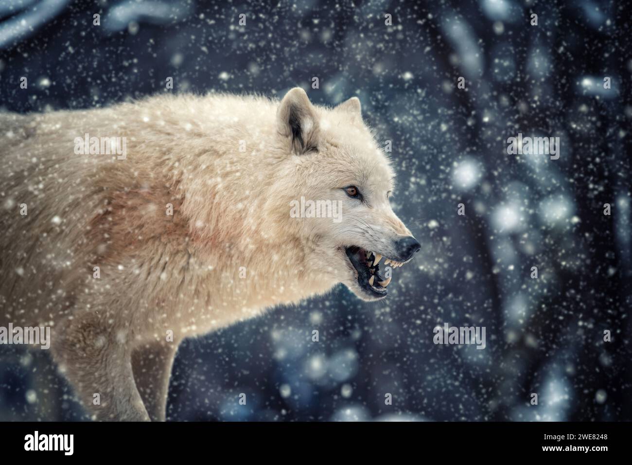 Arctic wolf in the winter forest. Wolf in the nature habitat Stock ...