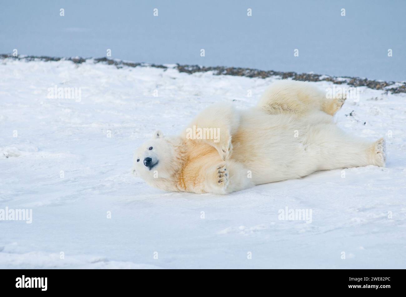 polar bear Ursus maritimus large cub rolling around and cleaning its ...