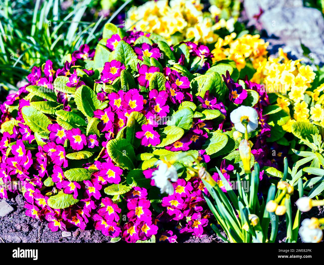 Beautiful shot blooming wild hi-res stock photography and images - Alamy