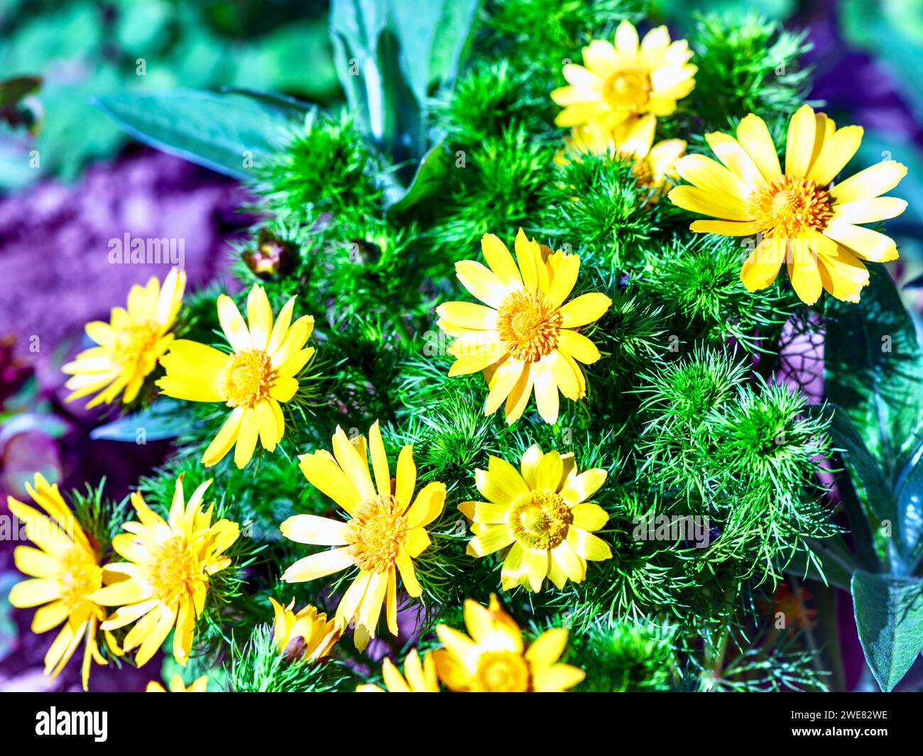 Botanical shot hi-res stock photography and images - Alamy