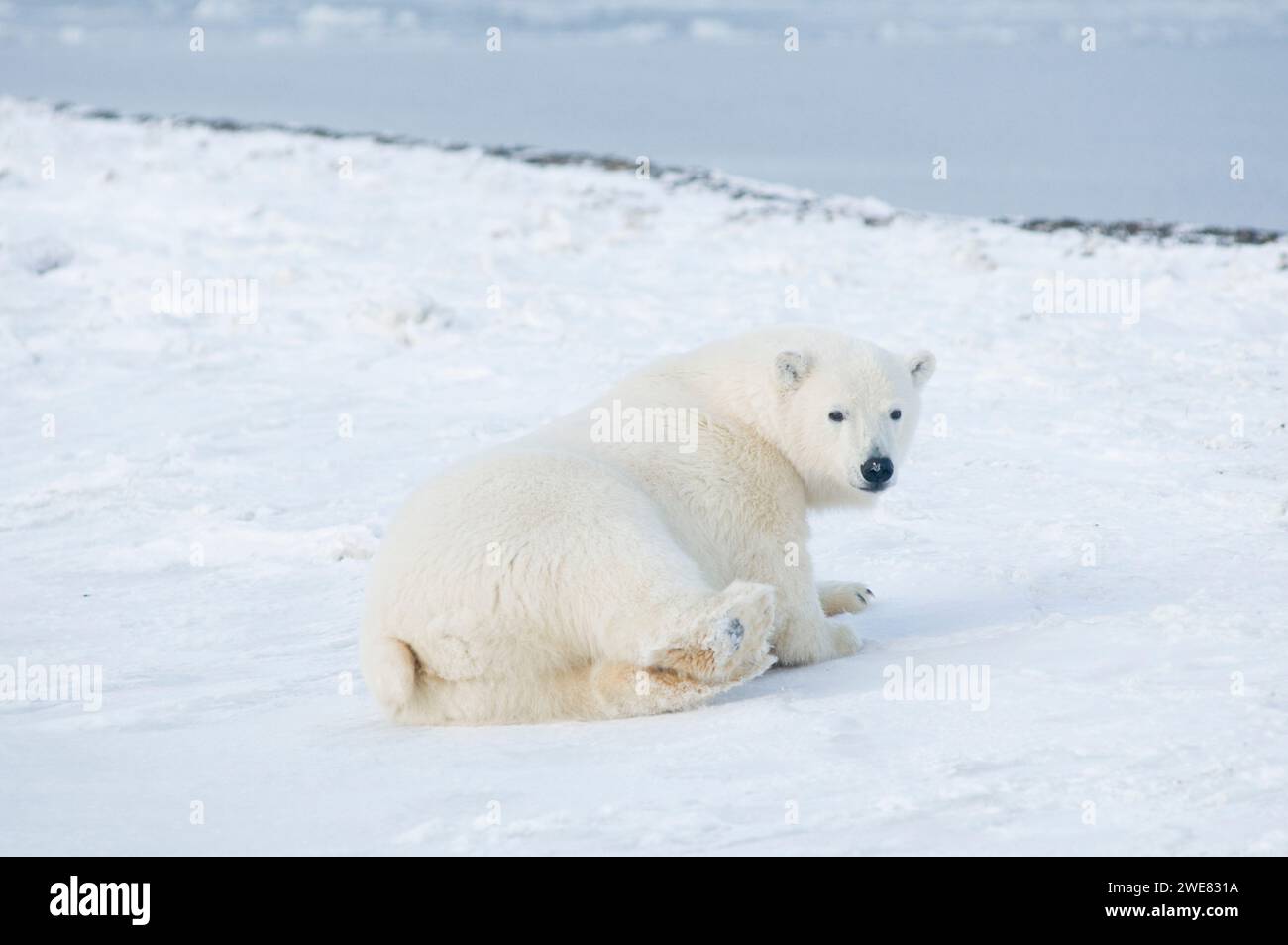 polar bear Ursus maritimus large cub rolling around and cleaning its ...