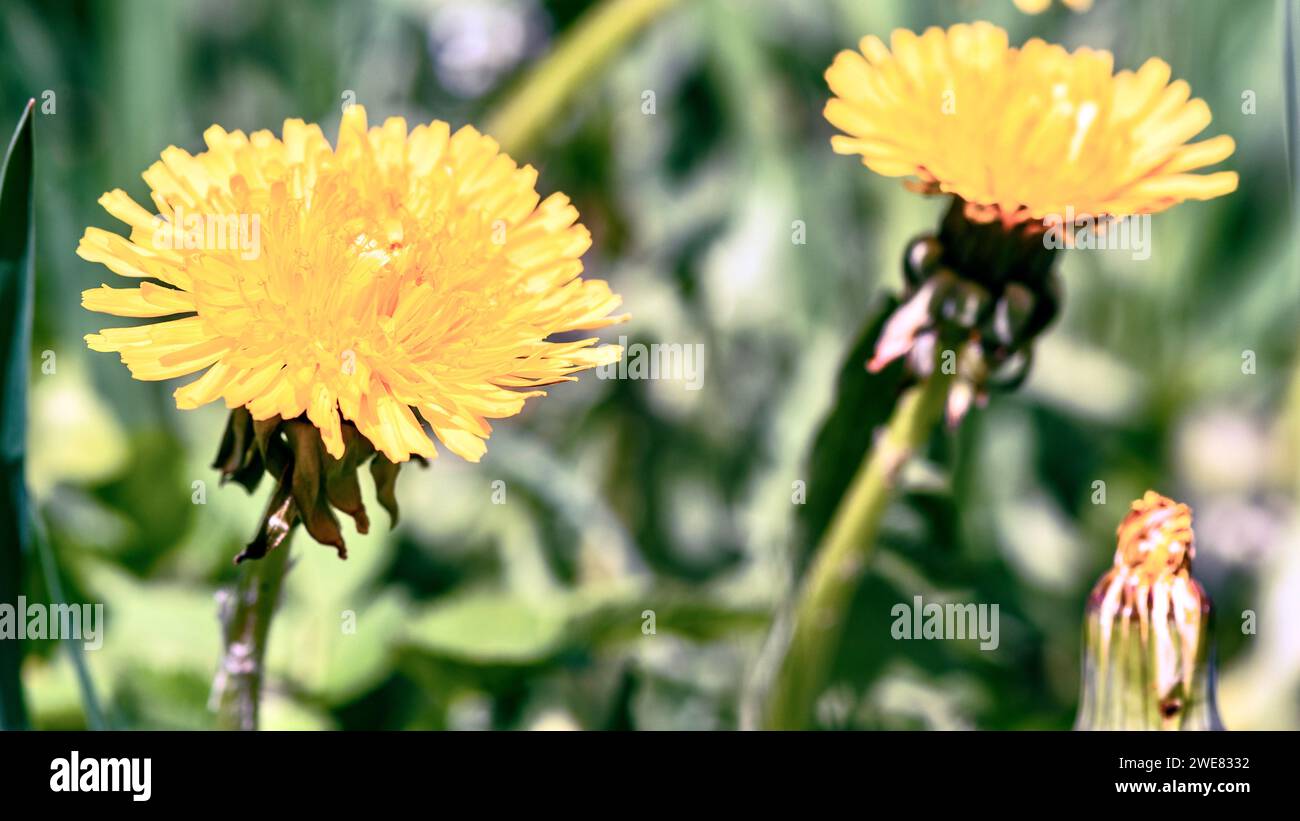 Dandelion is a wild and meadow flower. This is a medicinal plant whose ...