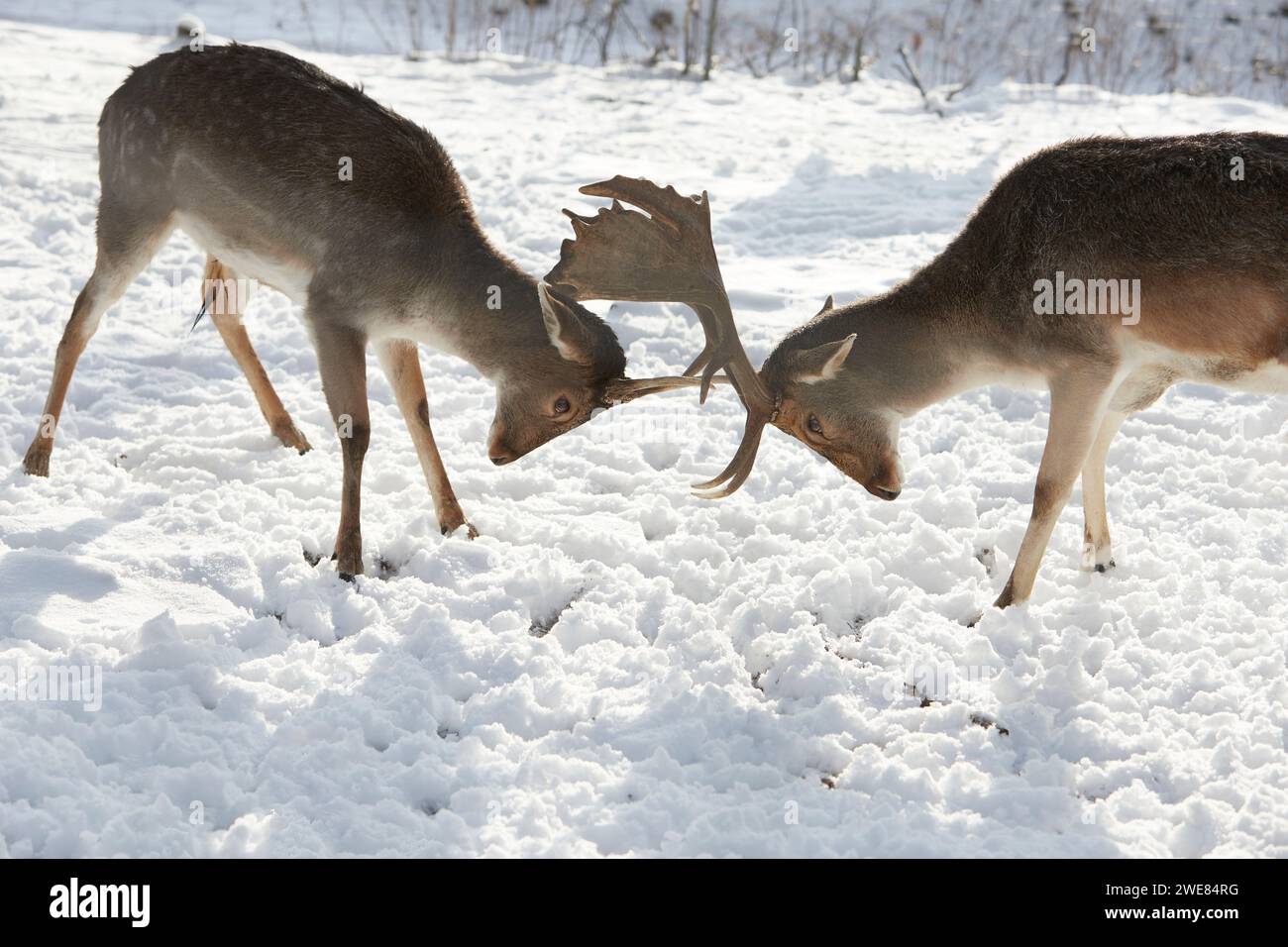 two young male deer fighting in snow Stock Photo - Alamy
