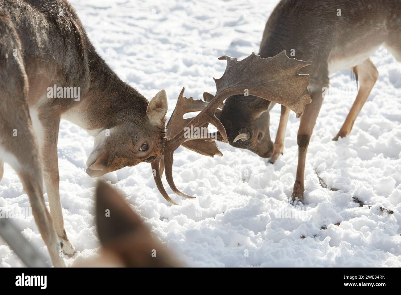 Fighting lesson hi-res stock photography and images - Alamy
