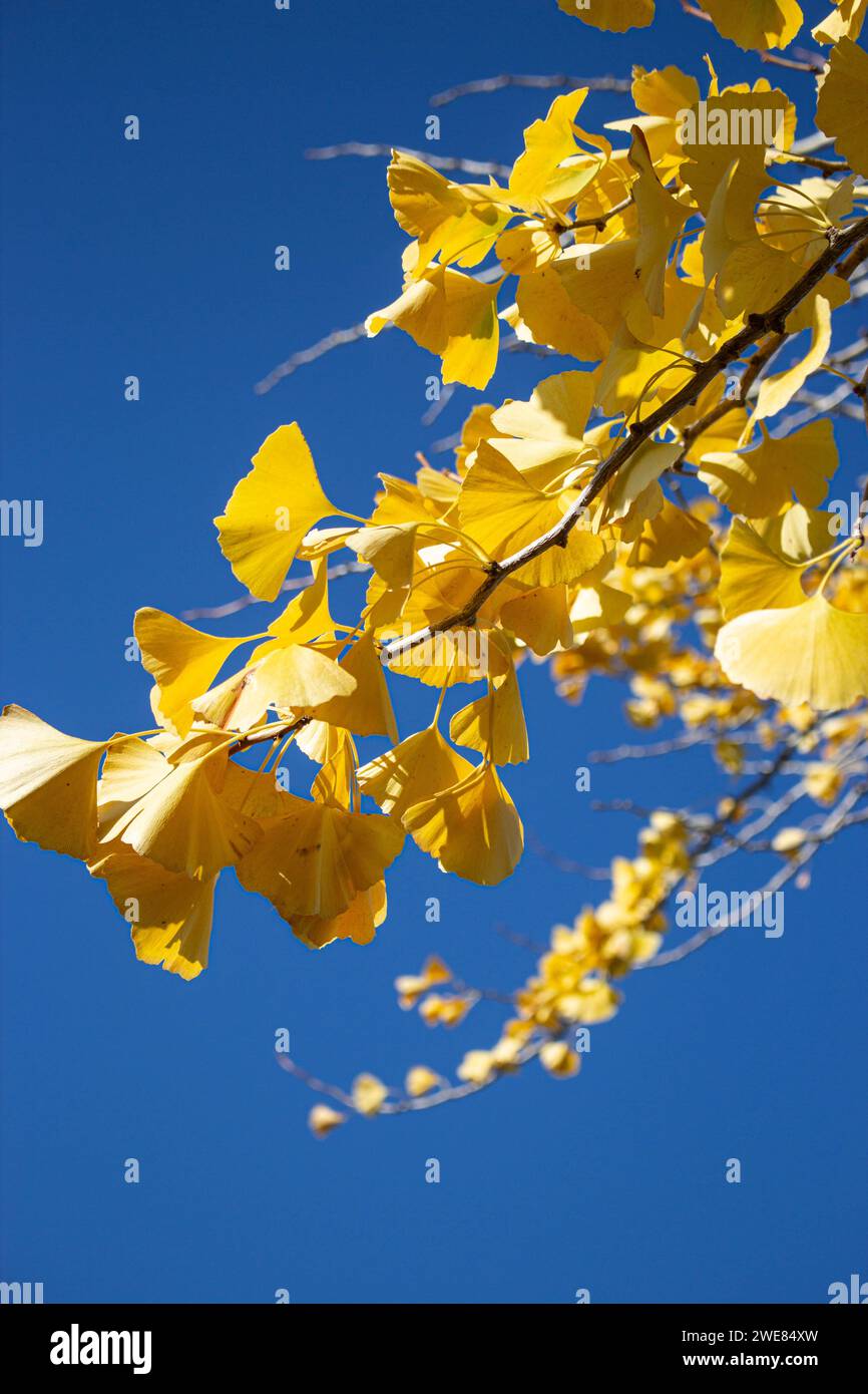 Bright Yellow Gingko Biloba leaves against a rich blue sky, also known ...