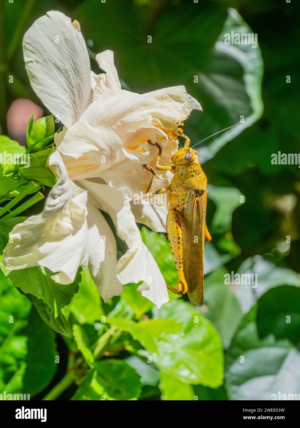 Locust australia hi-res stock photography and images - Alamy