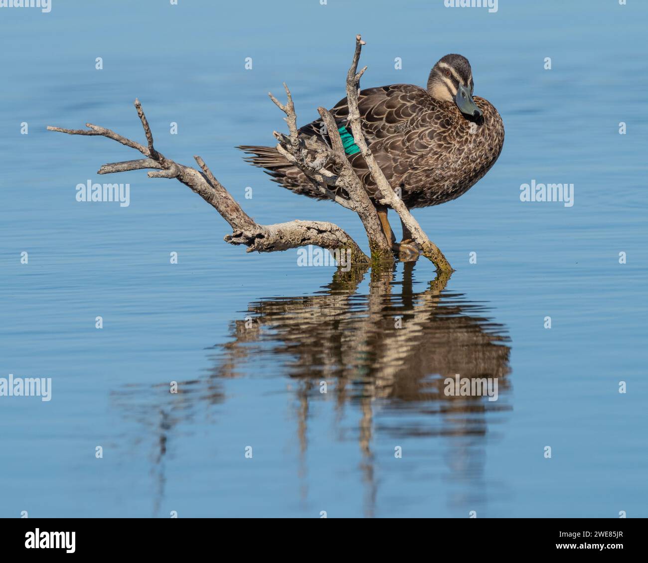 A Pacific Black Duck at Herdsman Lake in Perth in Western Australia ...
