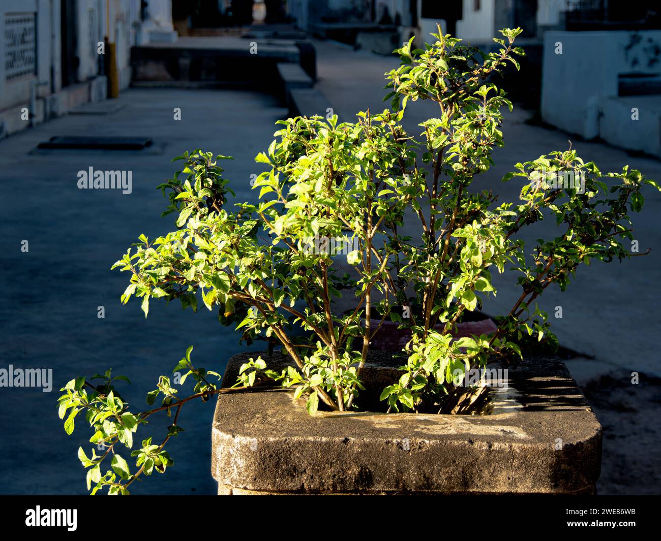 02 10 2023 Tulsi Vrinda at Vintage Old small village at Badoli near ...