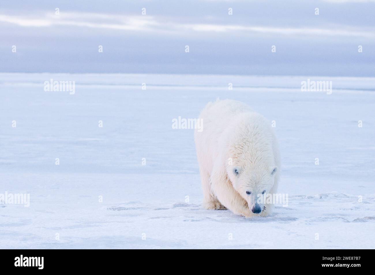 polar bear Ursus maritimus large curious cub traveling across newly ...