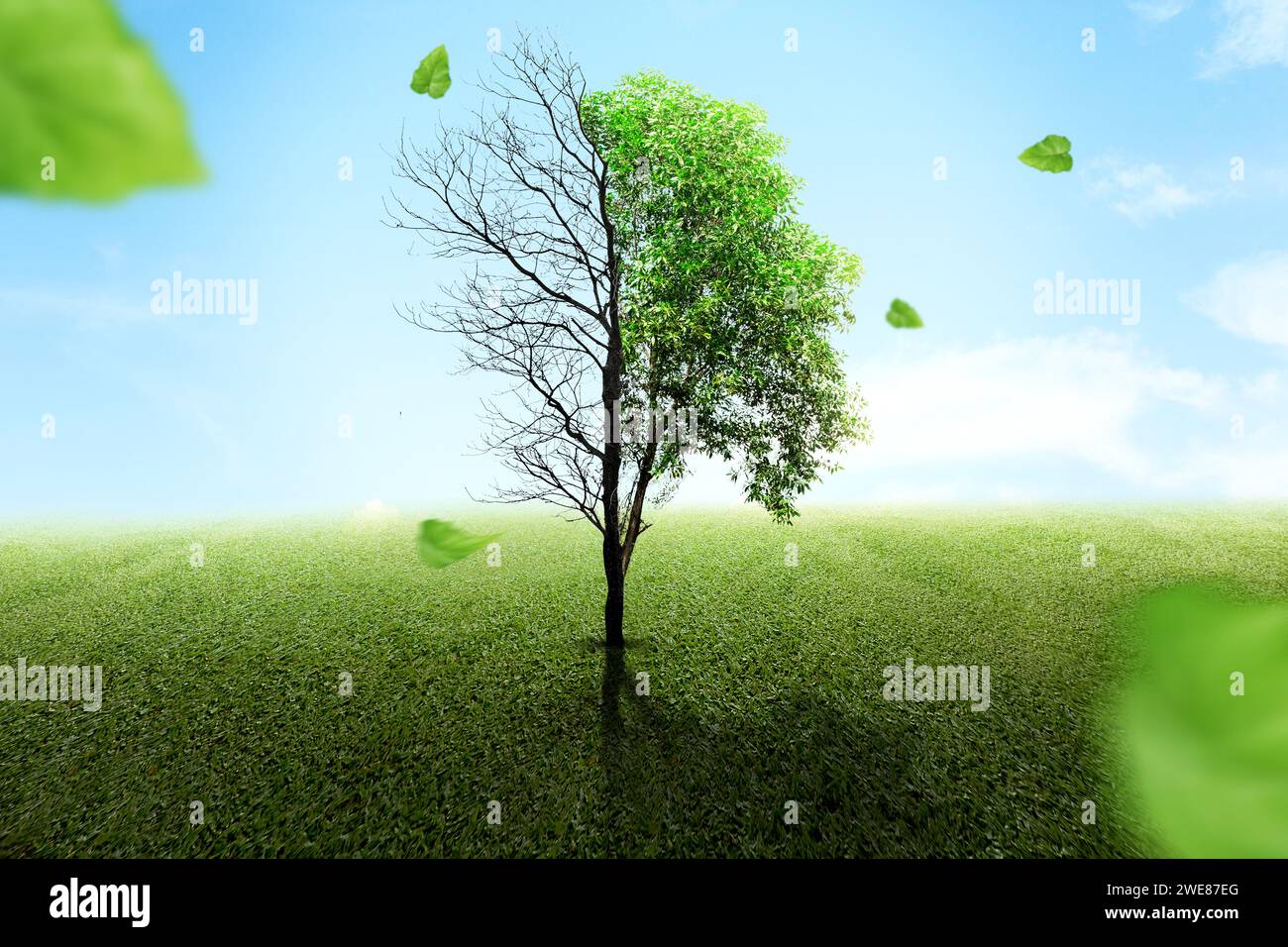 The difference between drought trees to growing trees on a field with a ...