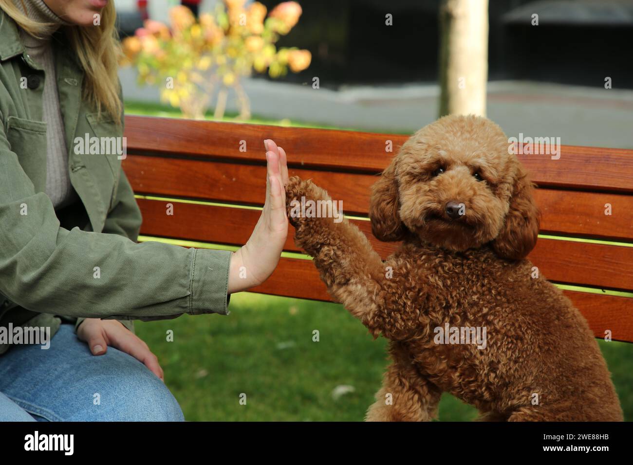 Clapping dog hi-res stock photography and images - Alamy